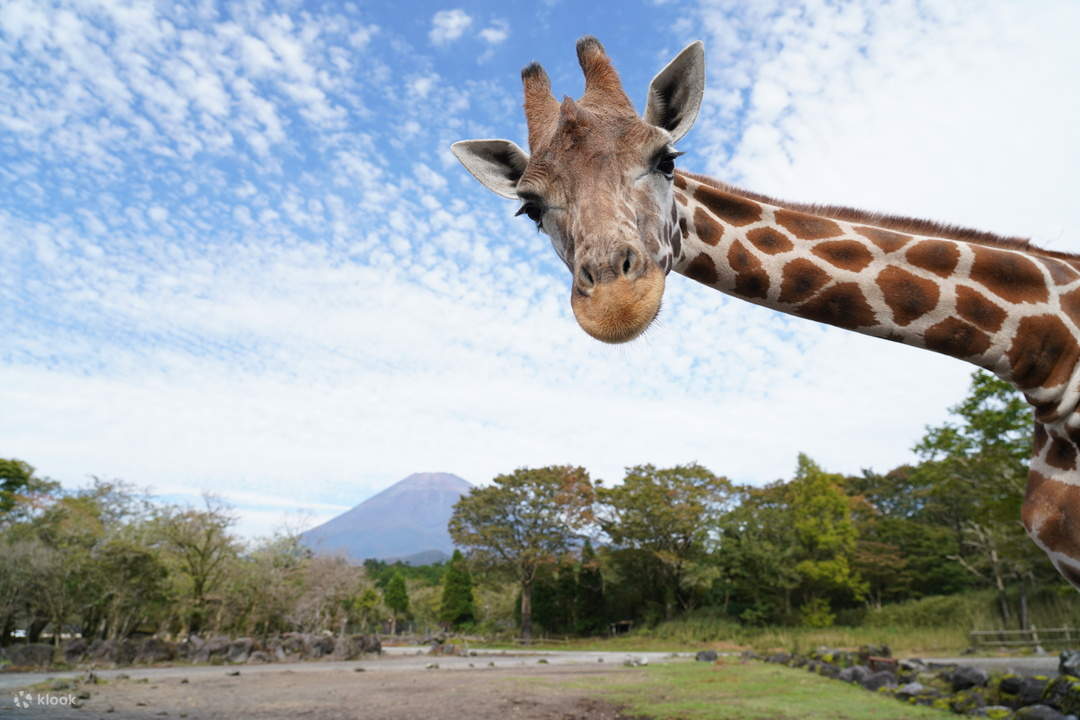 [Mount Fuji Day Trip] Fuji Safari Park & Lake Yamanaka Mount Fuji ...